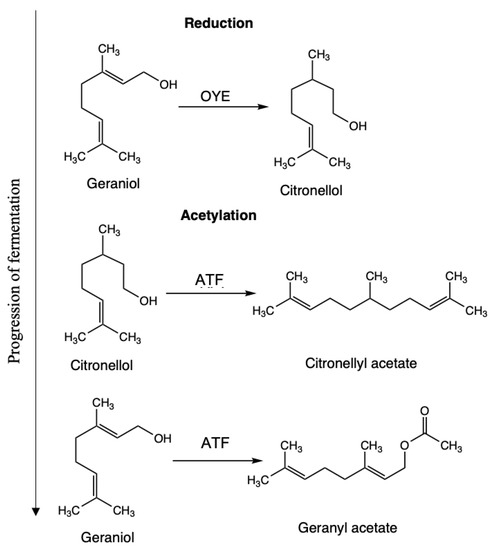Investigation of Geraniol Biotransformation by Commercial Saccharomyces ...