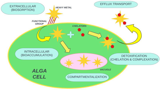 Recent Progress in Microalgae-Based Technologies for Industrial ...