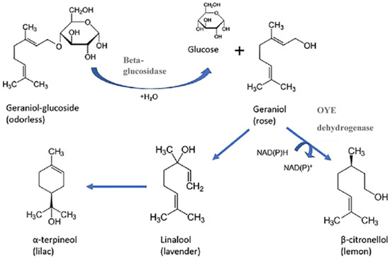 Biotransformations Performed by Yeasts on Aromatic Compounds Provided ...
