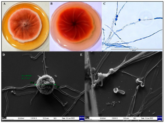 Characterization of the Red Biochromes Produced by the Endophytic ...