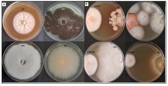 Characterization of the Red Biochromes Produced by the Endophytic ...