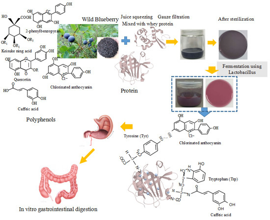 Fermentation | Free Full-Text | The Antioxidant Activity and Protection ...