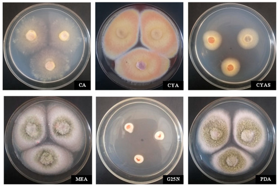 New Observation in Biocontrol of Penicillium caperatum against Fusarium ...
