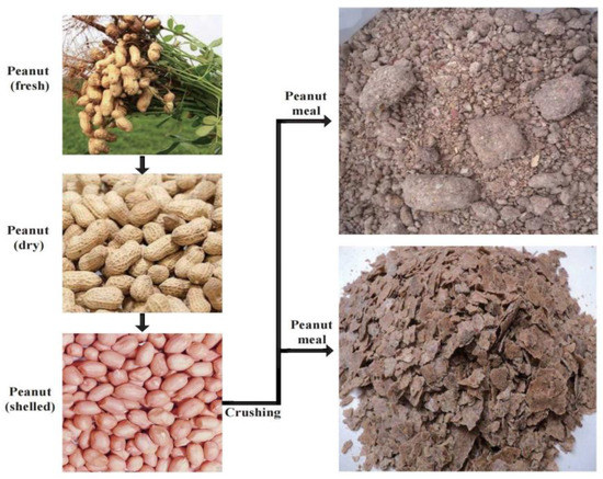 Improving the Nutritional Value of Plant Protein Sources as Poultry ...