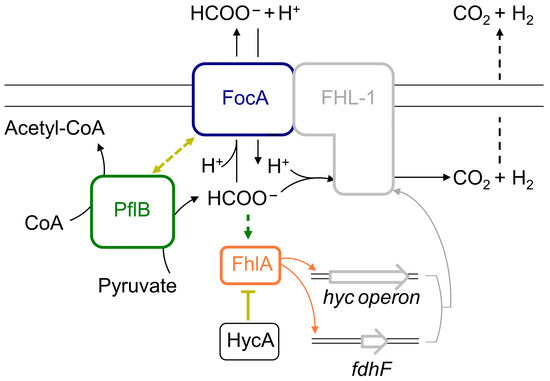 Coordinated Expression of the Genes Encoding FocA and Pyruvate Formate ...