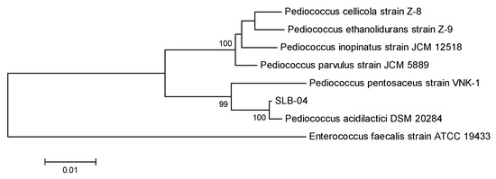 Screening and Identification of the Strain Pediococcus acidilactici and ...