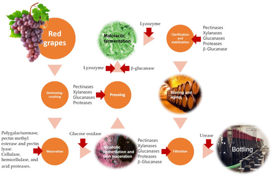 Microbial and Commercial Enzymes Applied in the Beverage Production Process
