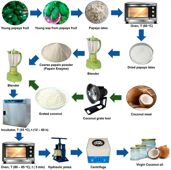 Modification of the Fermentation Process and Papain Enzymes in The ...