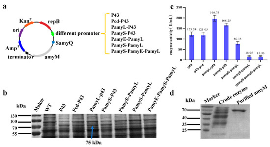 Improved Recombinant Expression of Maltogenic α-Amylase AmyM in ...