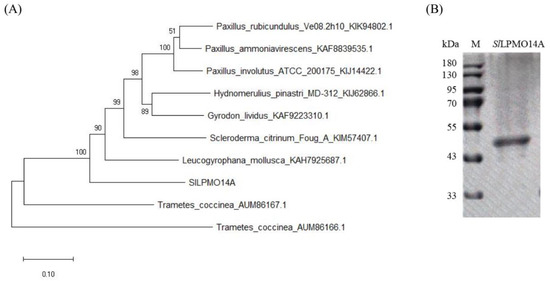 Lytic Polysaccharide Monooxygenases from Serpula lacrymans as Enzyme ...