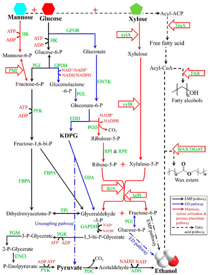 Increased Flux of Lipid Metabolism Enhances Bioethanol Fermentability ...