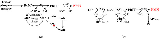 Biosynthesis of Nicotinamide Mononucleotide: Current Metabolic ...