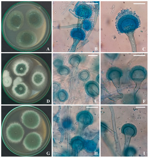 Purification and Characterization of Xylanase Produced by Aspergillus fumigatus Isolated from ...