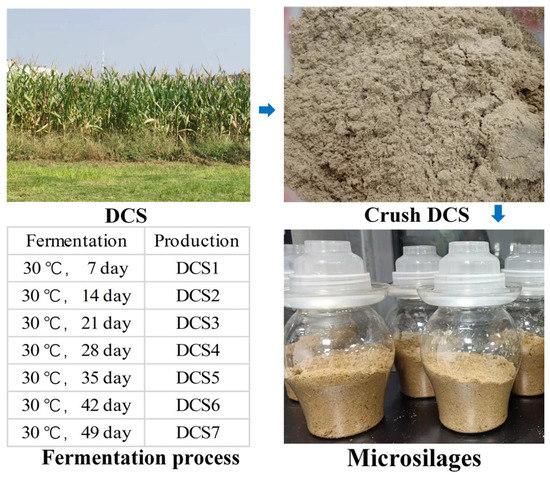 Fermentative L-Lactic Acid Production Using Bacillus coagulans from ...