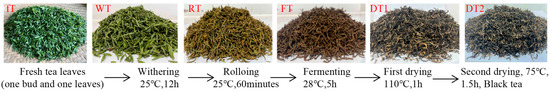 Aroma Formation and Dynamic Changes during Sichuan Black Tea Processing ...