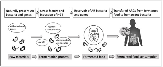 Fermented Foods as a Potential Vehicle of Antimicrobial-Resistant ...
