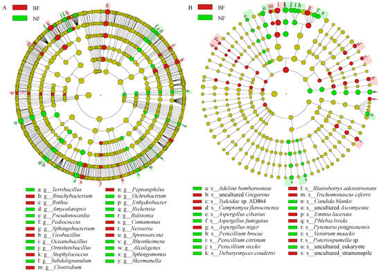 Interaction and Metabolic Function of Microbiota during Tibetan Tea ...