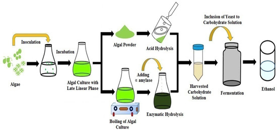 Algae: The Reservoir of Bioethanol