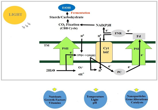 Algae: The Reservoir of Bioethanol