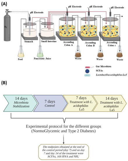 Impact of Lactobacillus acidophilus—La5 on Composition and Metabolism ...
