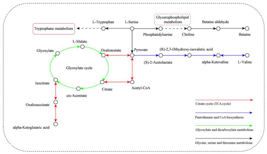 Effects of Fermentation Period on the Non-Volatile Metabolites of ...