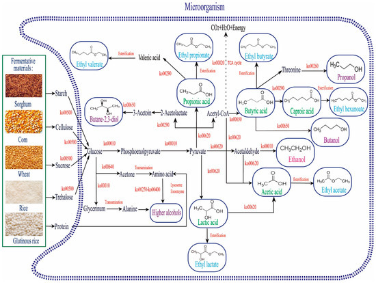 Integrated Metagenomics and Network Analysis of Metabolic Functional ...