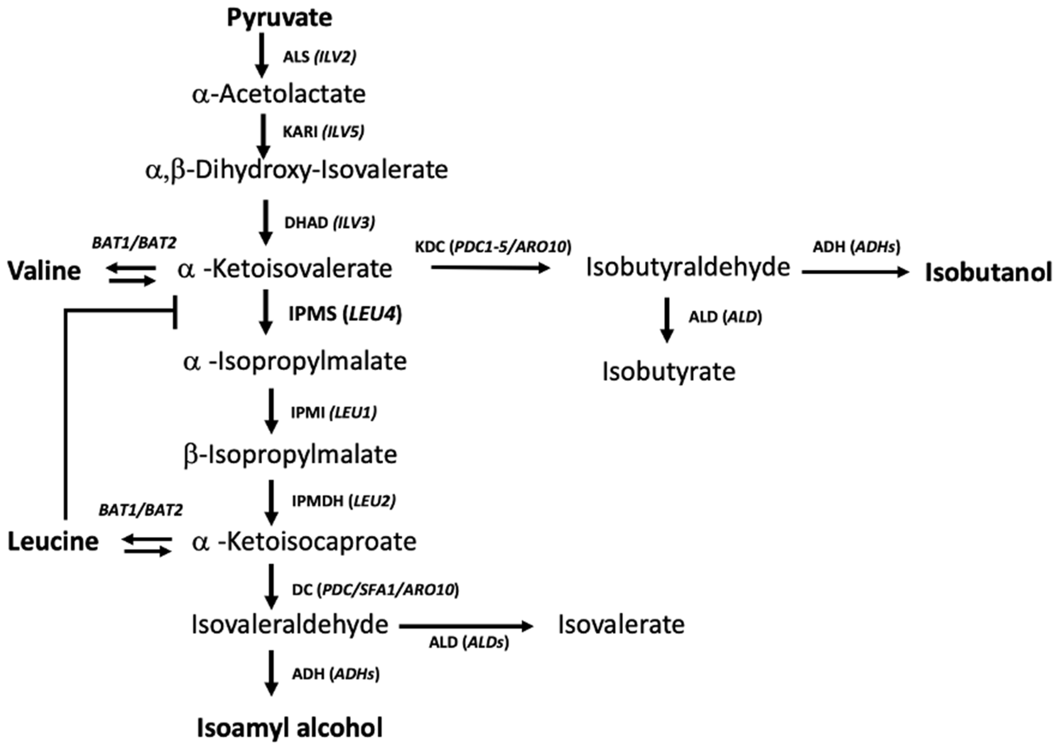 Fermentation | Free Full-Text | Exploring the Potential of Non-Conventional Yeasts in Wine ...