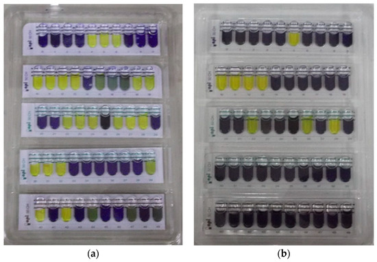 Fermentation | Free Full-Text | Phenotypic Characterisation and ...