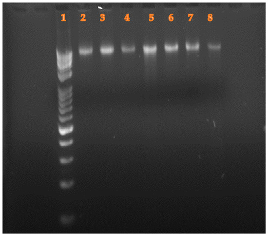 Phenotypic Characterisation and Molecular Identification of Potentially ...