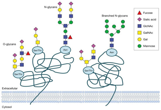Implementing an Agent-Based Modeling Approach for Protein Glycosylation ...