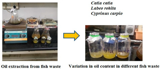 Fish Waste: A Potential Source of Biodiesel