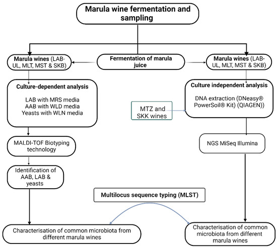 Microbial Diversity of Marula Wine during Spontaneous Fermentation