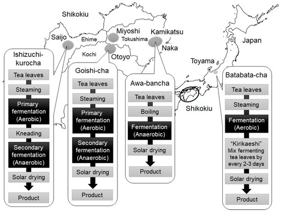 Relationship between the Physiological Activity of Japanese Post-Fermented Teas and Lactic Acid ...
