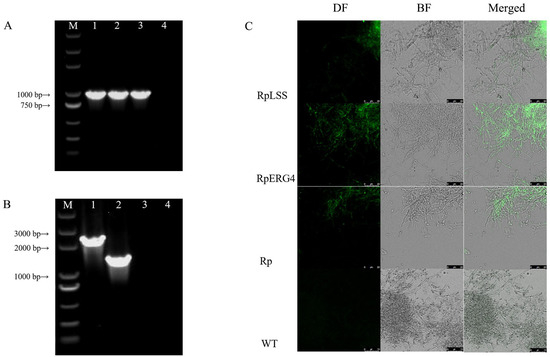 Enhancement of Triterpenoid Synthesis in Antrodia cinnamomea through ...