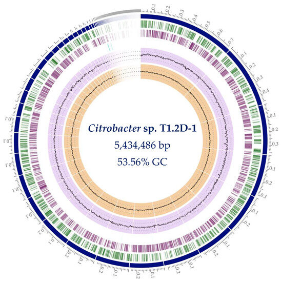 Dark Fermentation in the Dark Biosphere: The Case of Citrobacter sp. T1 ...