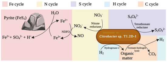Dark Fermentation in the Dark Biosphere: The Case of Citrobacter sp. T1 ...