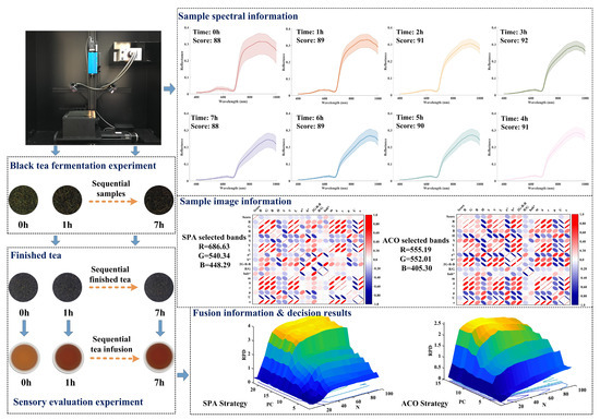 Evaluation of the Black Tea Taste Quality during Fermentation Process ...