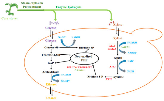 High-Titer Bioethanol Production from Steam-Exploded Corn Stover Using ...