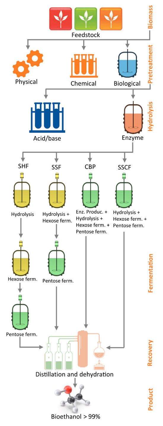 Exploring the Prospects of Fermenting/Co-Fermenting Marine Biomass for ...