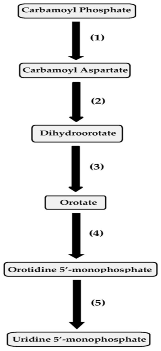 Pyrimidine Biosynthesis and Ribonucleoside Metabolism in Species of ...