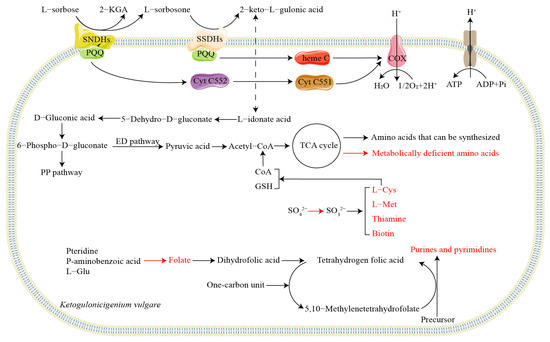 Symbiosis Mechanism of Associated Bacteria on 2-keto-L-gulonic Acid Production via Mixed ...