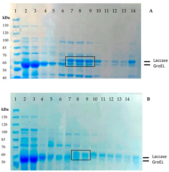 Biochemical Characterization of Three Heterologous Lactic Acid Bacteria ...