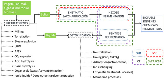 Upstream Bioprocesses to Biomass-Based Platform Chemicals and Derivatives