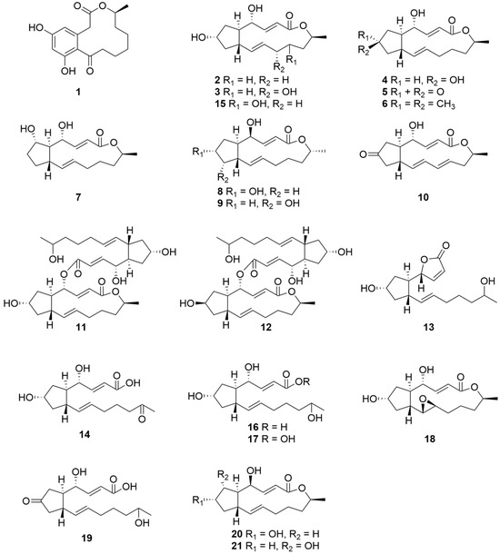 Penicillium Janthinellum