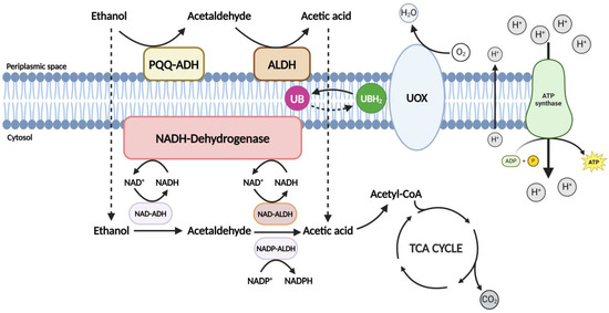 Aged to Perfection: The Scientific Symphony behind Port Wine, Vinegar ...