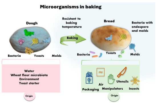 Microbial Preservation and Contamination Control in the Baking Industry