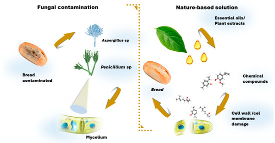 Microbial Preservation and Contamination Control in the Baking Industry
