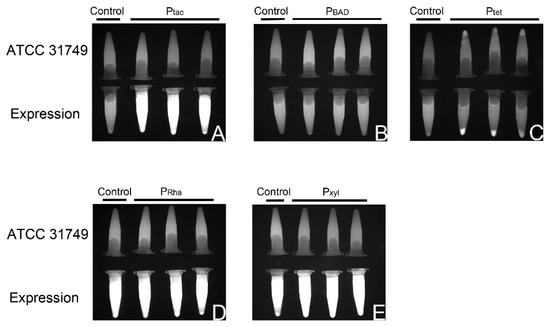 Optimizing Curdlan Synthesis: Engineering Agrobacterium tumefaciens ...