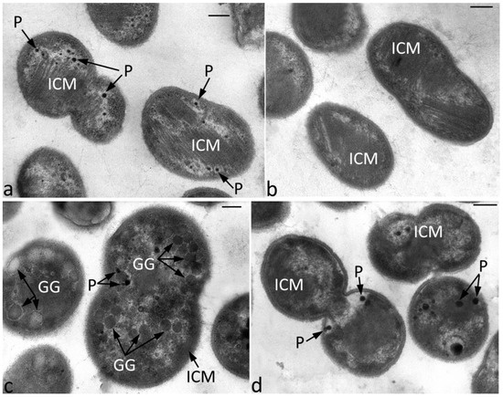 New Solutions in Single-Cell Protein Production from Methane ...