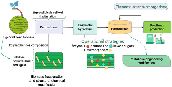 Biochemical and Biorefinery Platform for Second-Generation Bioethanol: Fermentative Strategies ...